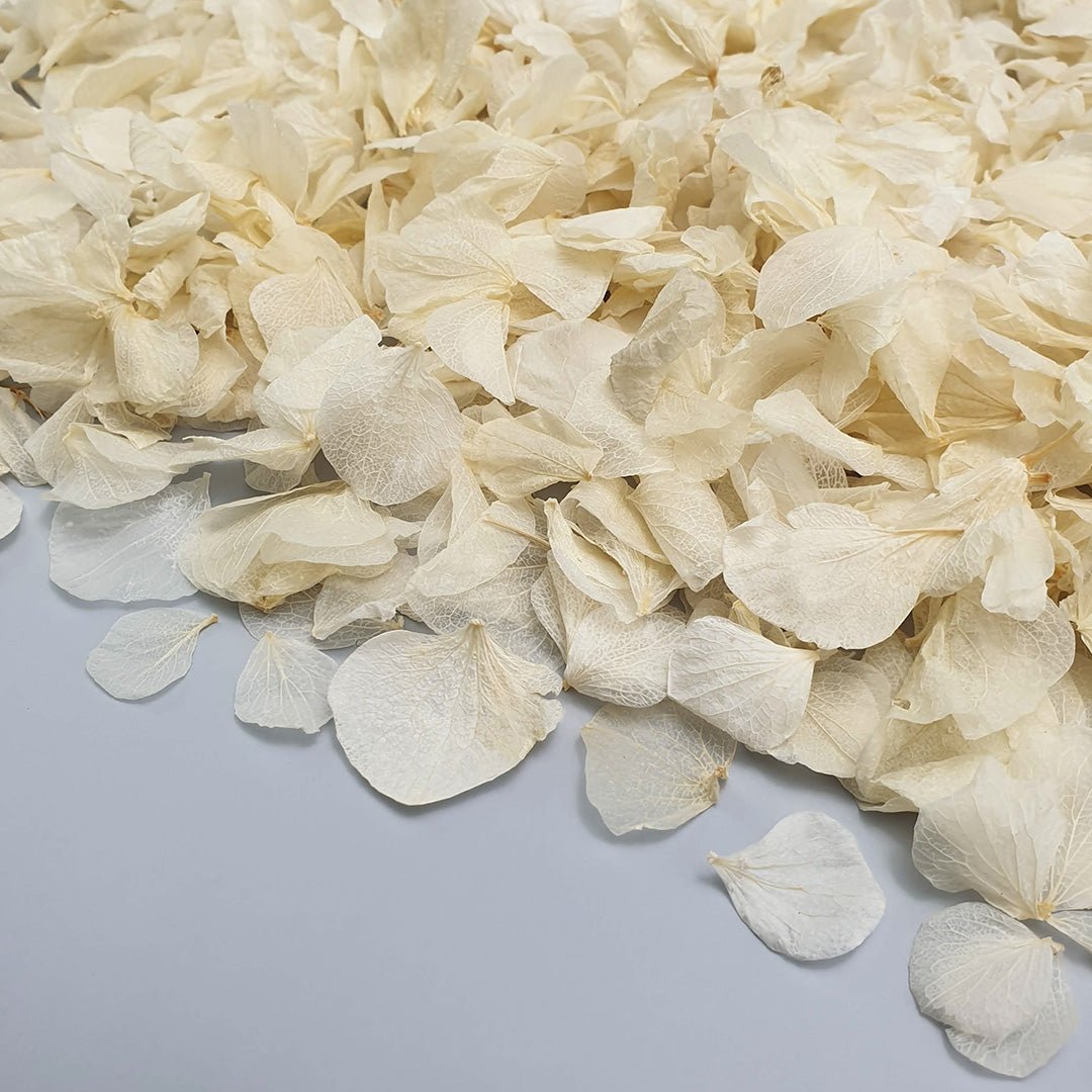 Vintage Ivory Hydrangea Petals Confetti | Wedding Confetti | Confetti Bee